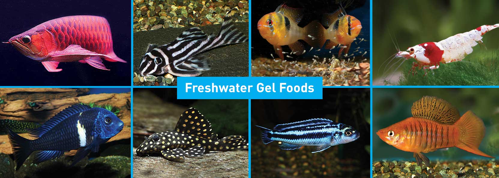 Repashy UK – Superfoods